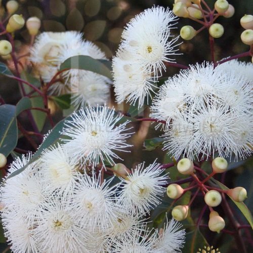 JARRAH TREES & FLOWER – Jarrah